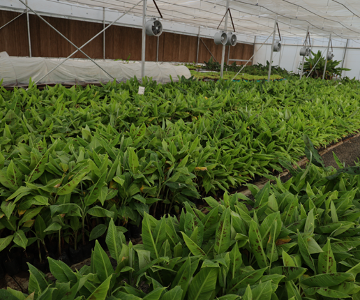 Achievers Adventure Camp